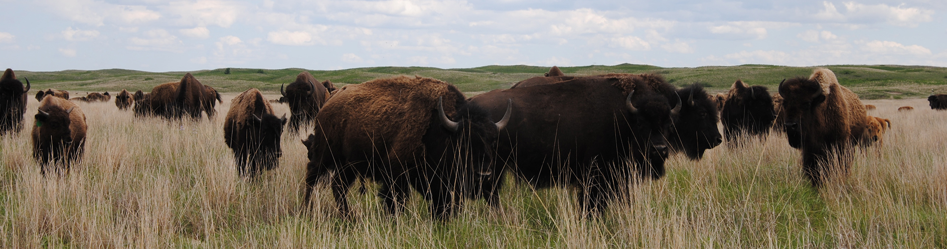 Non-Government Organizations | Partners | Great Plains CESU ...